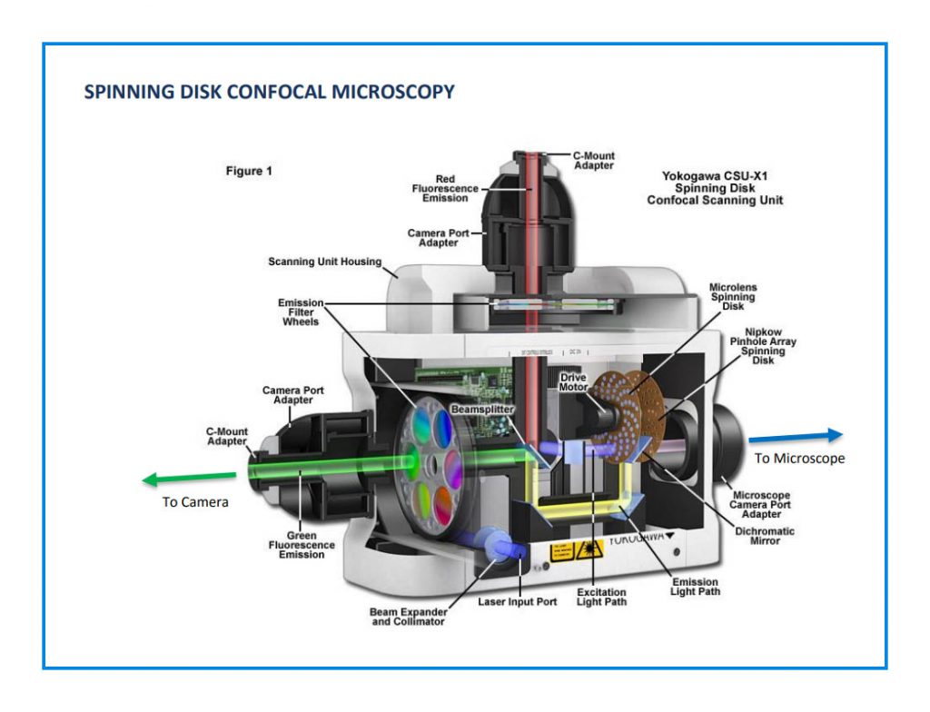 CSU-X1 Spinning Disk Confocal | ImagXcell